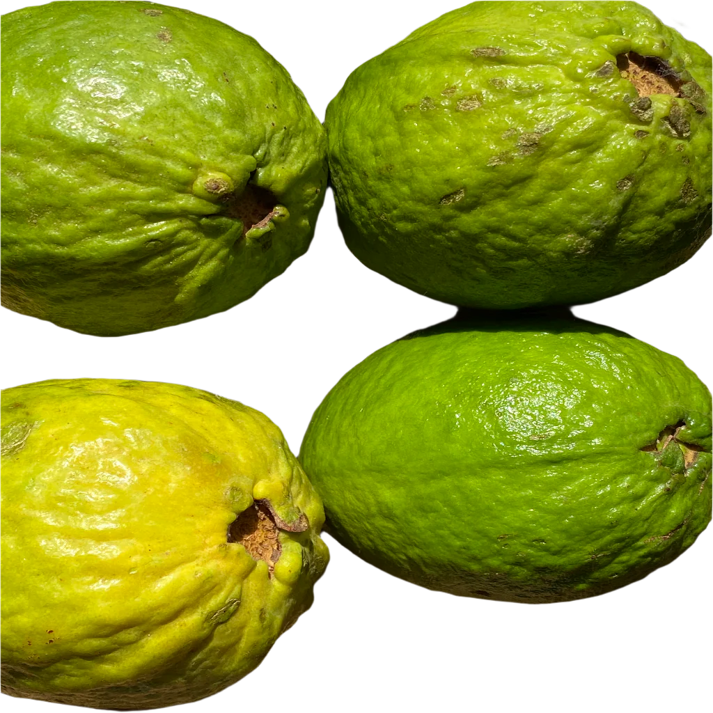 Guava Hard (Medium) 500g – Zingox Foods UK